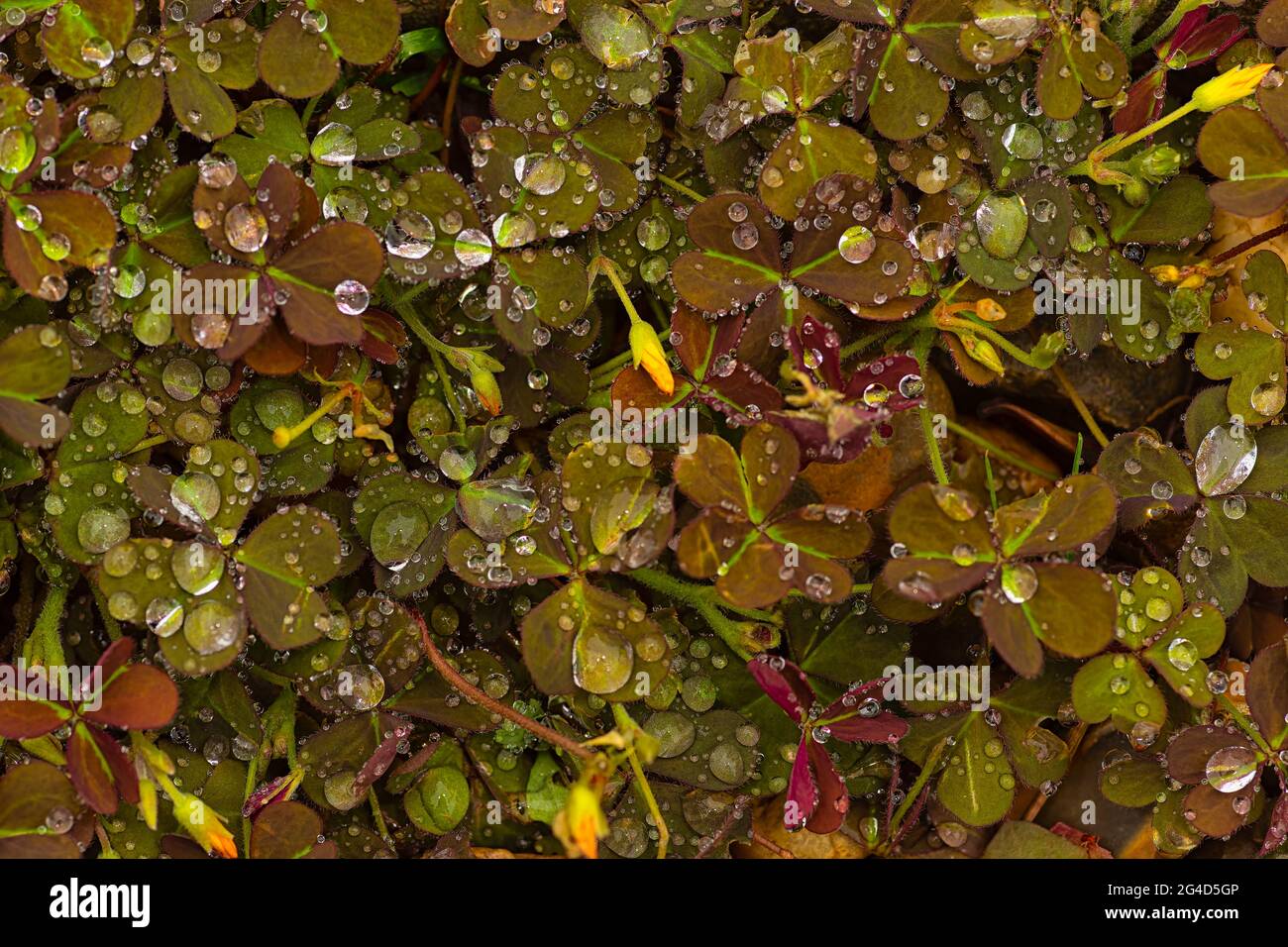 Patterns formed of water droplets and leaves at ground level Stock ...