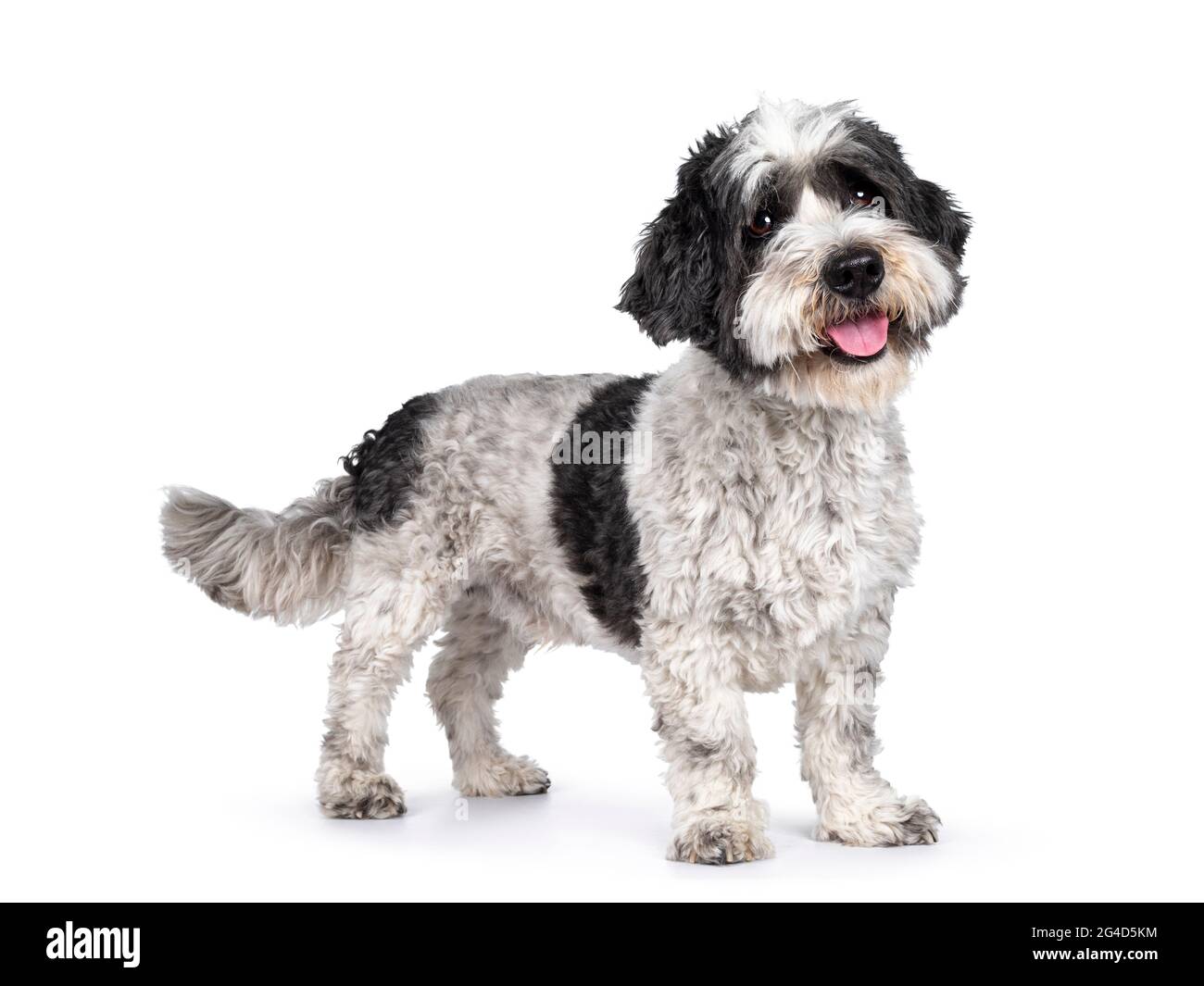 Cute little mixed breed Boomer dog, standing side ways. Looking up and ...
