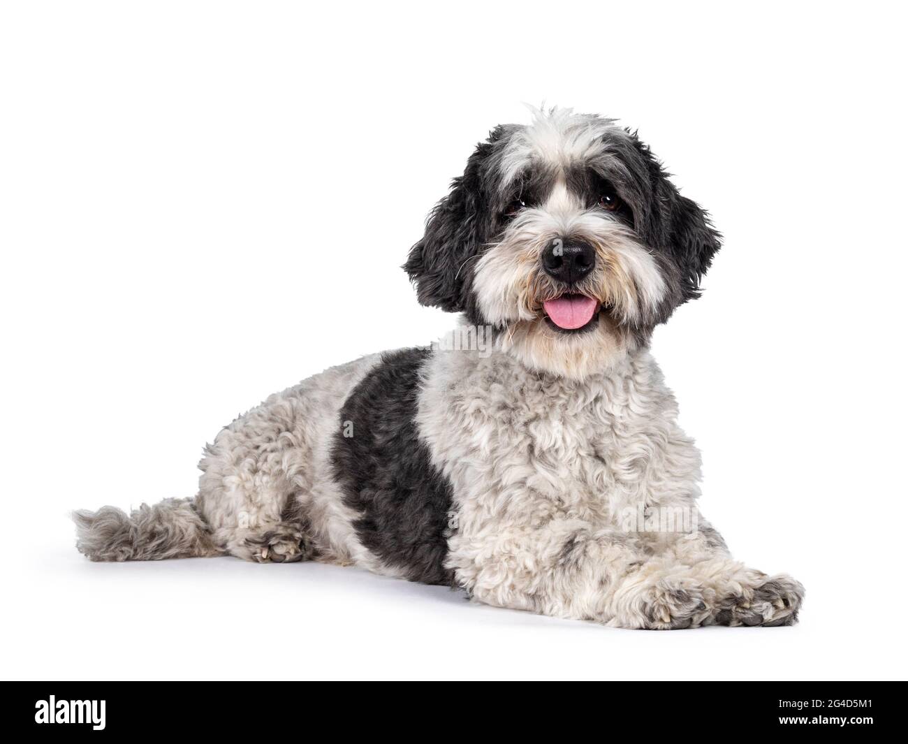 Cute little mixed breed Boomer dog, laying down side ways. Looking ...