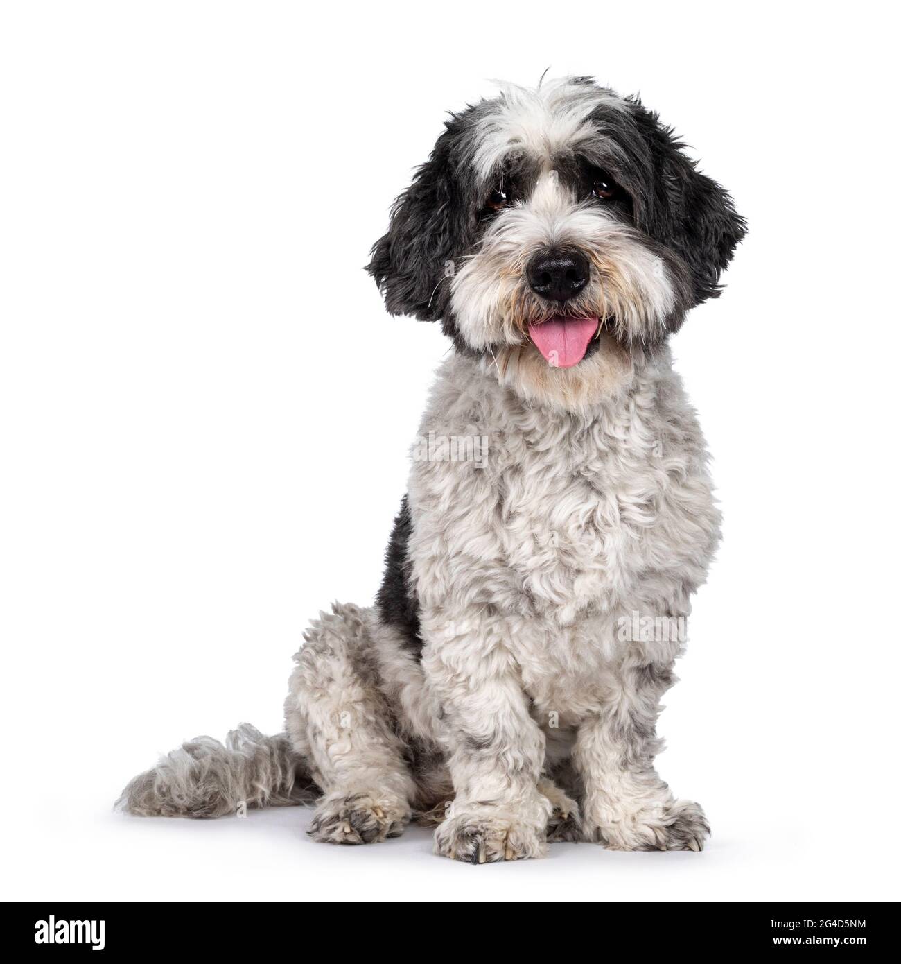 Cute little mixed breed Boomer dog, sitting up facing front. Looking ...