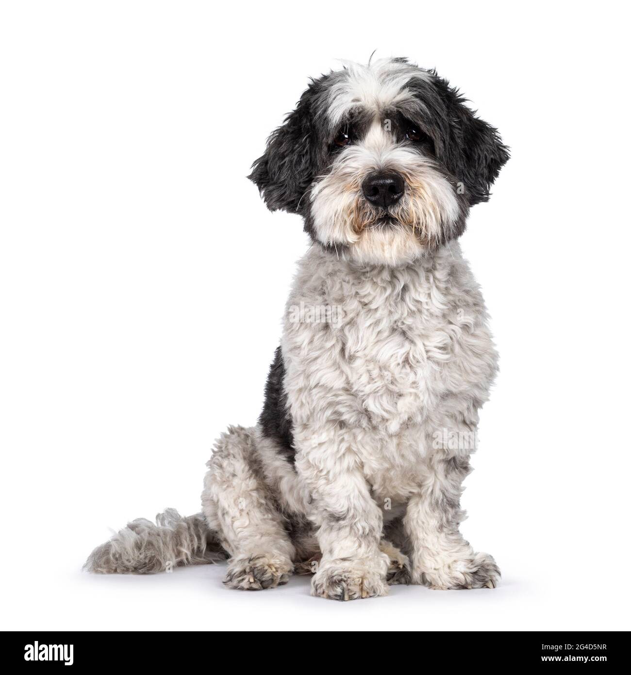 Cute little mixed breed Boomer dog, sitting up facing front. Looking ...