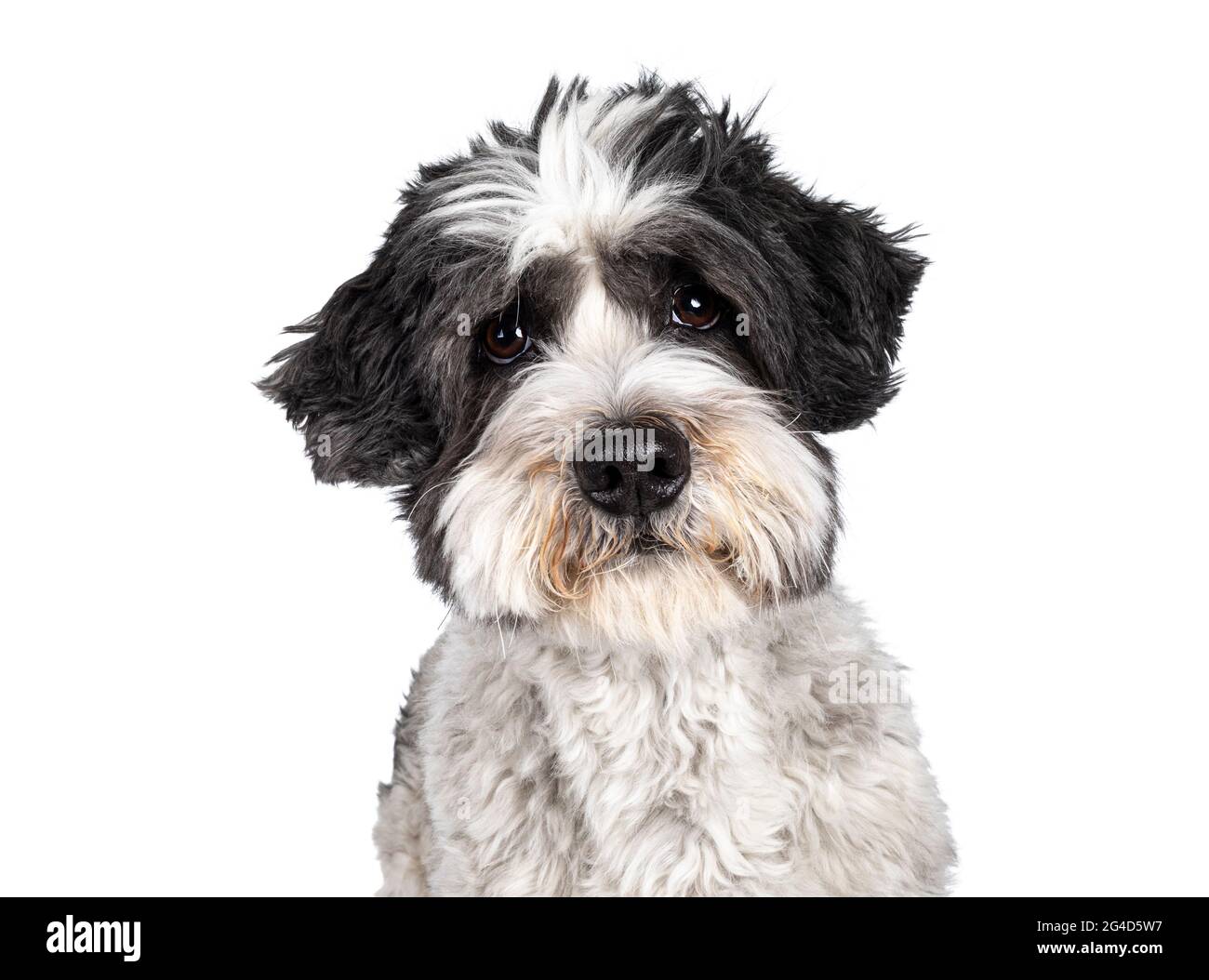 Head shot of cute little mixed breed Boomer dog, sitting up facing ...