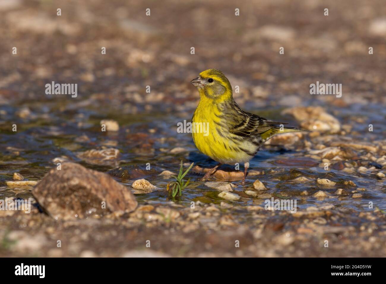 bird photography; Birdwatching; Western Palearctic; Europe; Italy ...