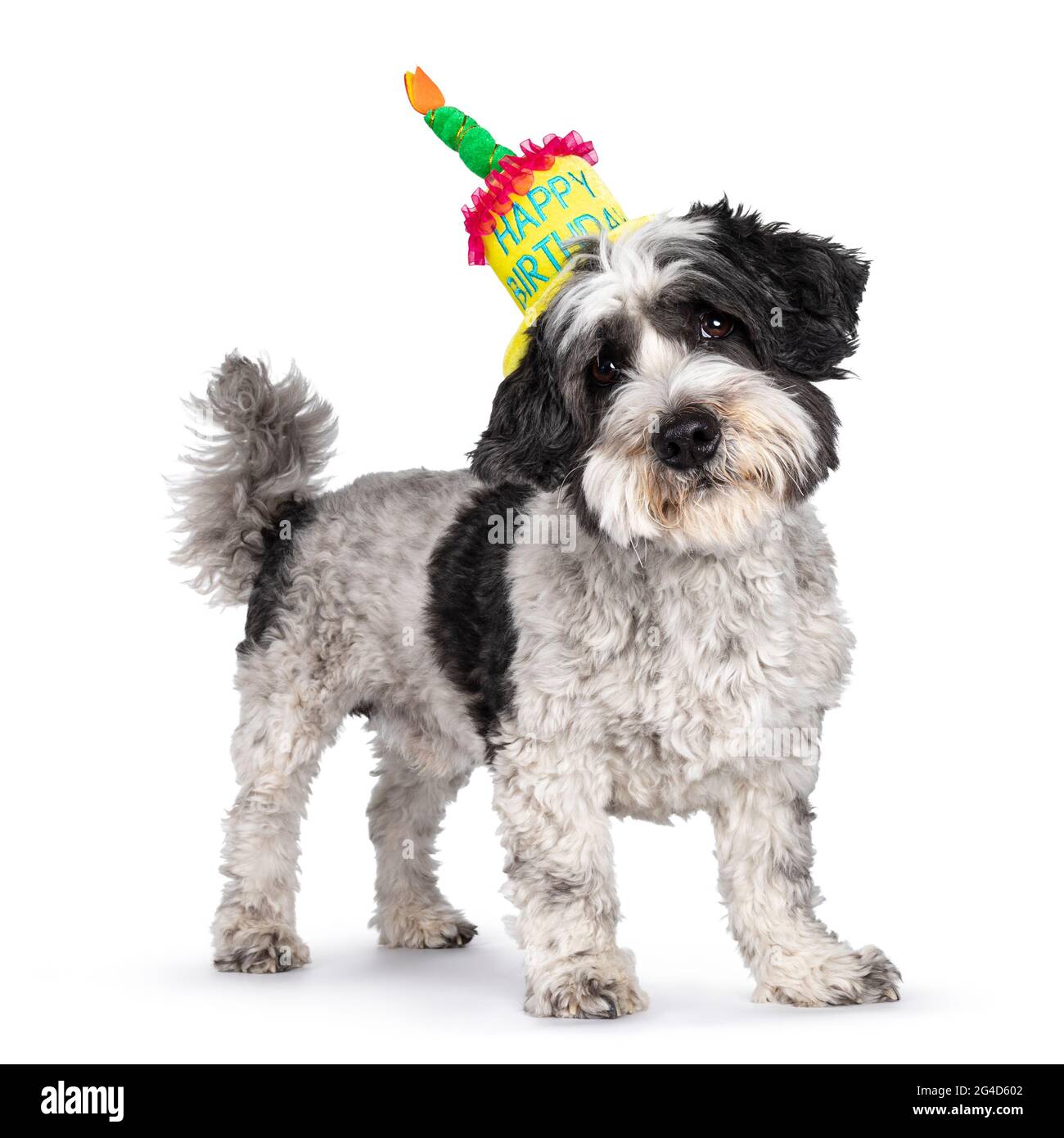Adorable little mixed breed Boomer dog, standing side ways wearing ...