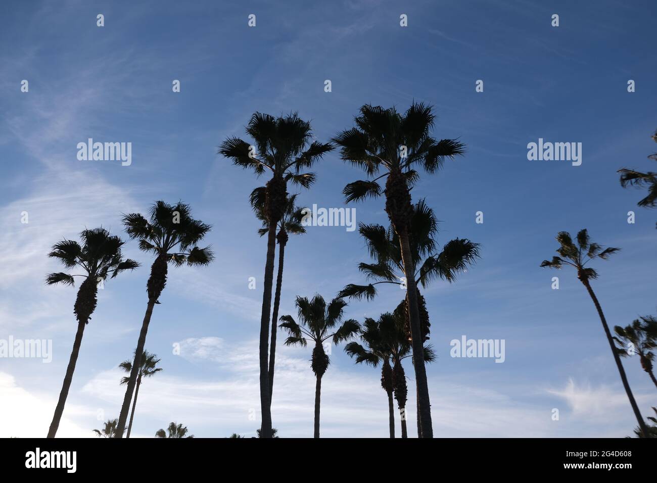 Multiple palm trees hi-res stock photography and images - Alamy