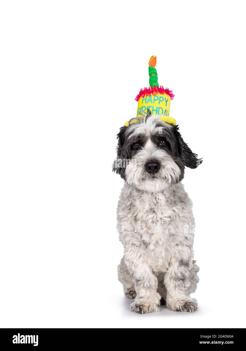 Adorable little mixed breed Boomer dog, standing facing front wearing ...