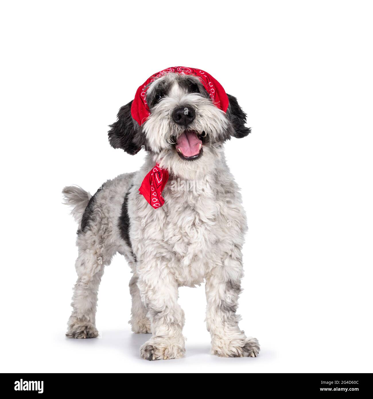 Adorable little mixed breed Boomer dog, standing facing front wearing ...