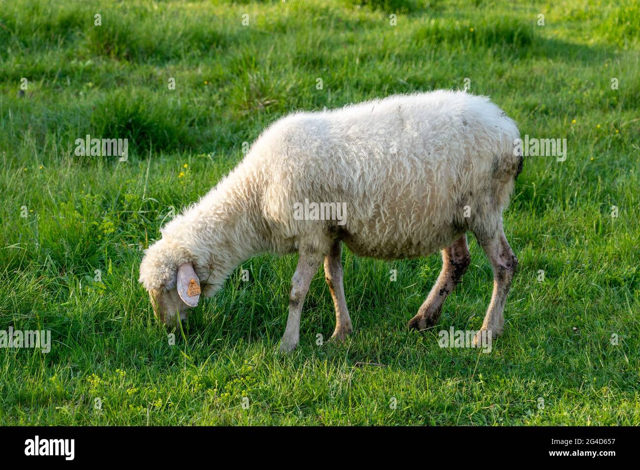 Owca hi-res stock photography and images - Alamy