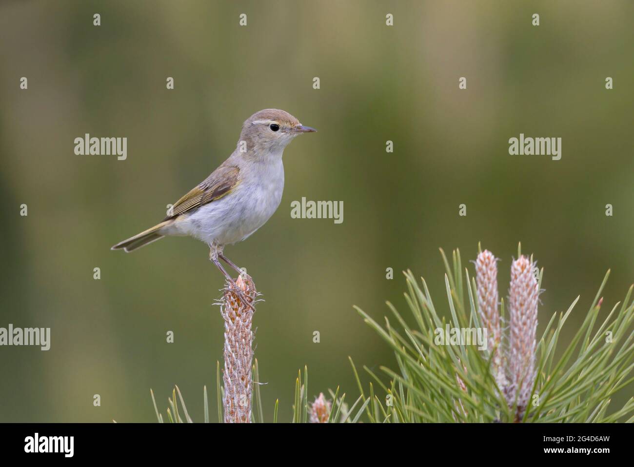 Western Bonelli's Warbler, Gran Sasso National Park, Italy, June 2021 ...