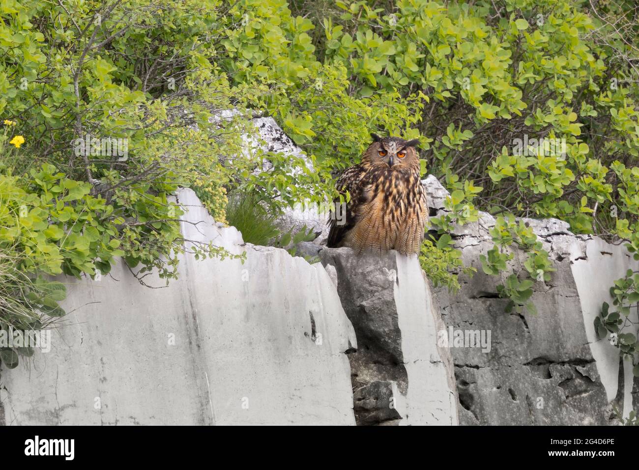 Trieste karst hi-res stock photography and images - Alamy