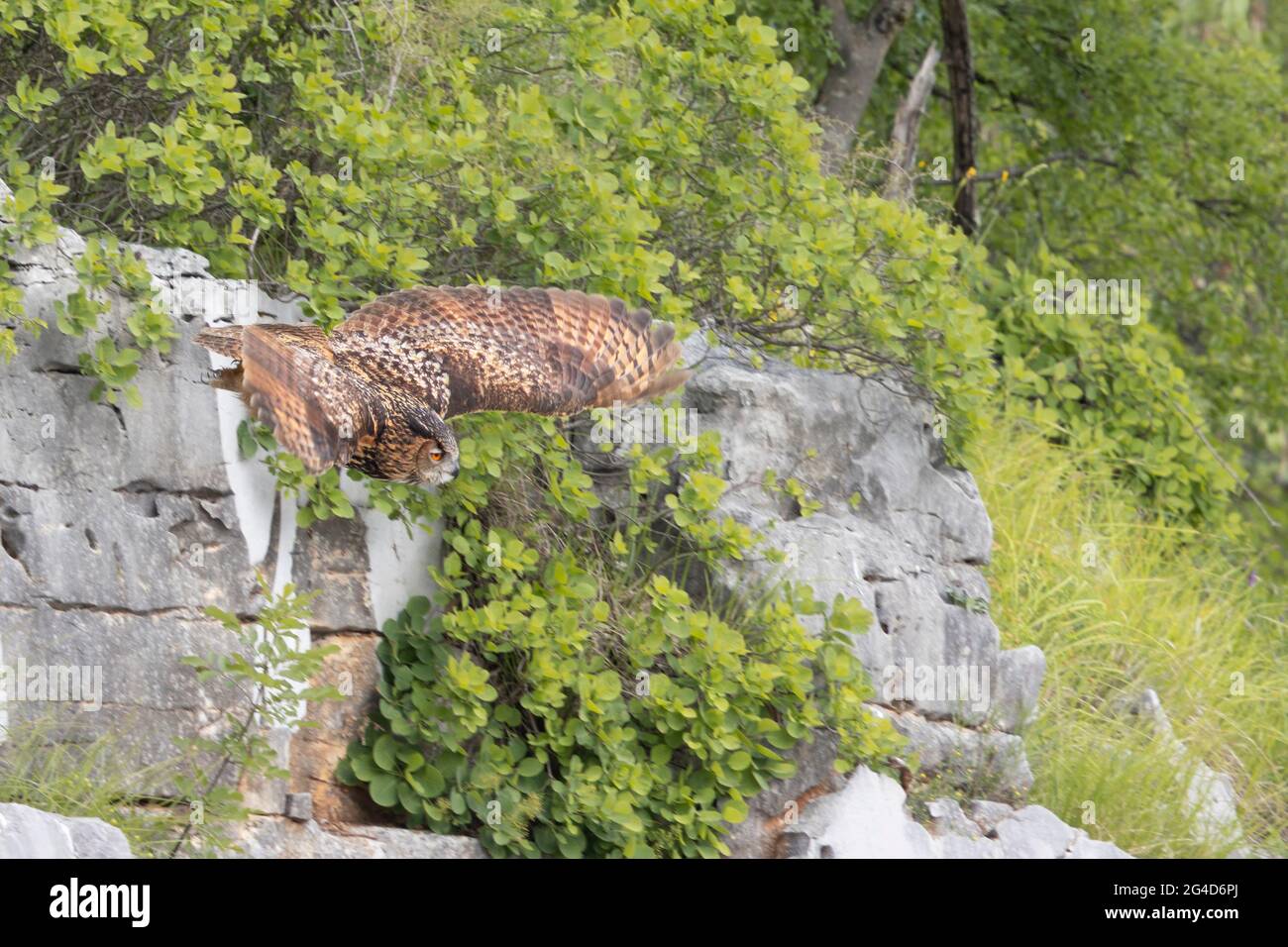 Trieste karst hi-res stock photography and images - Alamy