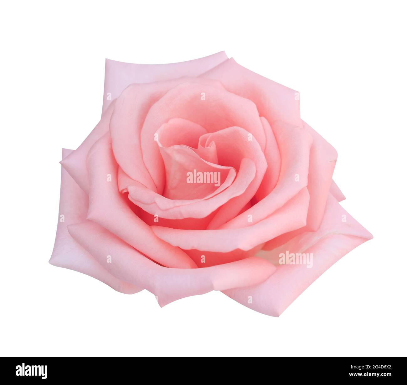 Pink rose head flower isolated on white background, soft focus and ...