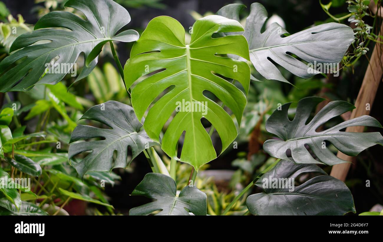Green monstera hi-res stock photography and images - Alamy