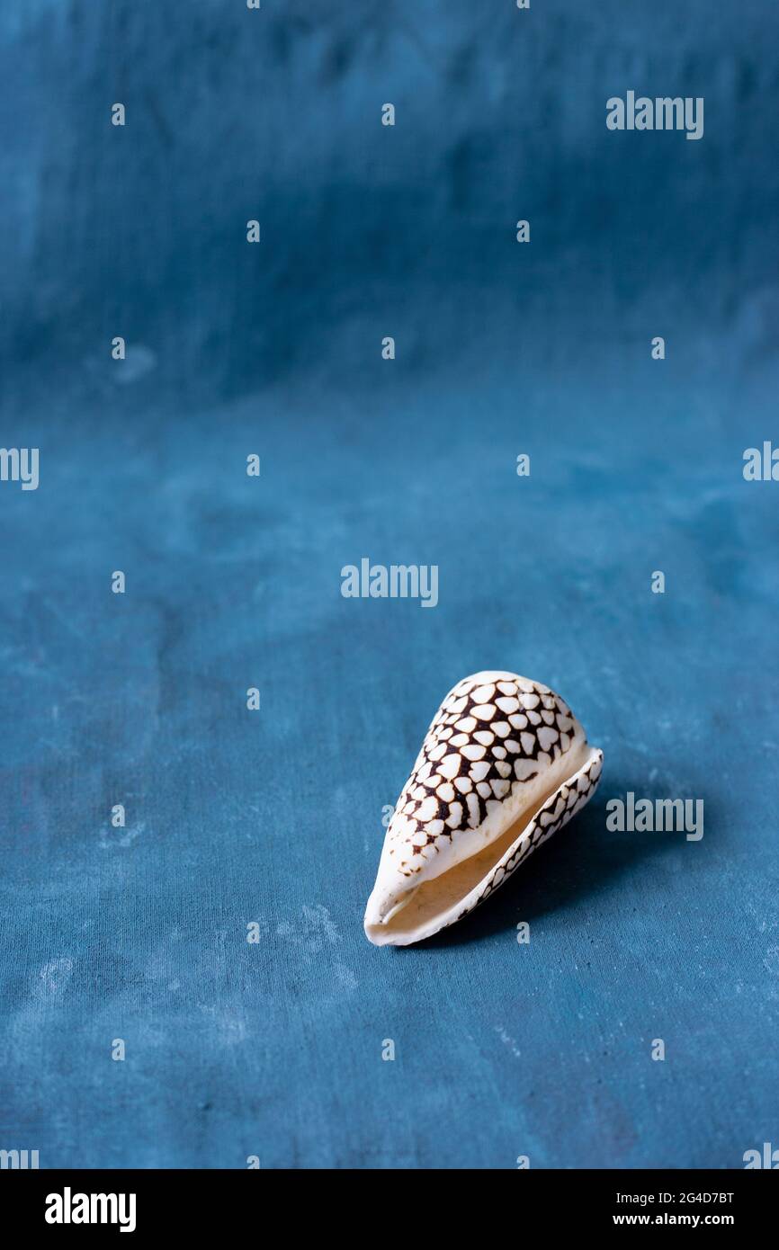 Conidae High Resolution Stock Photography and Images - Alamy