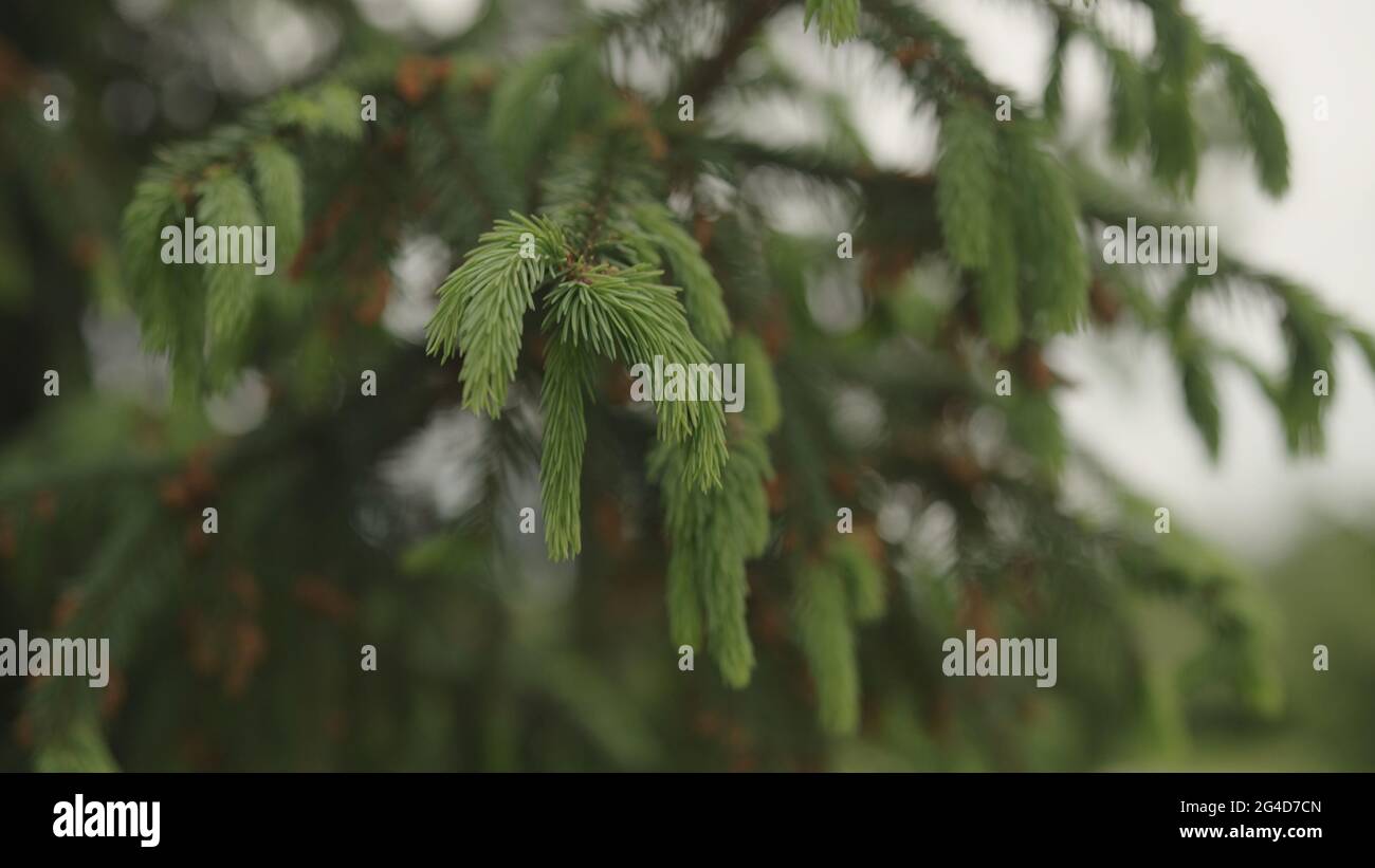 Fresh needles hi-res stock photography and images - Alamy