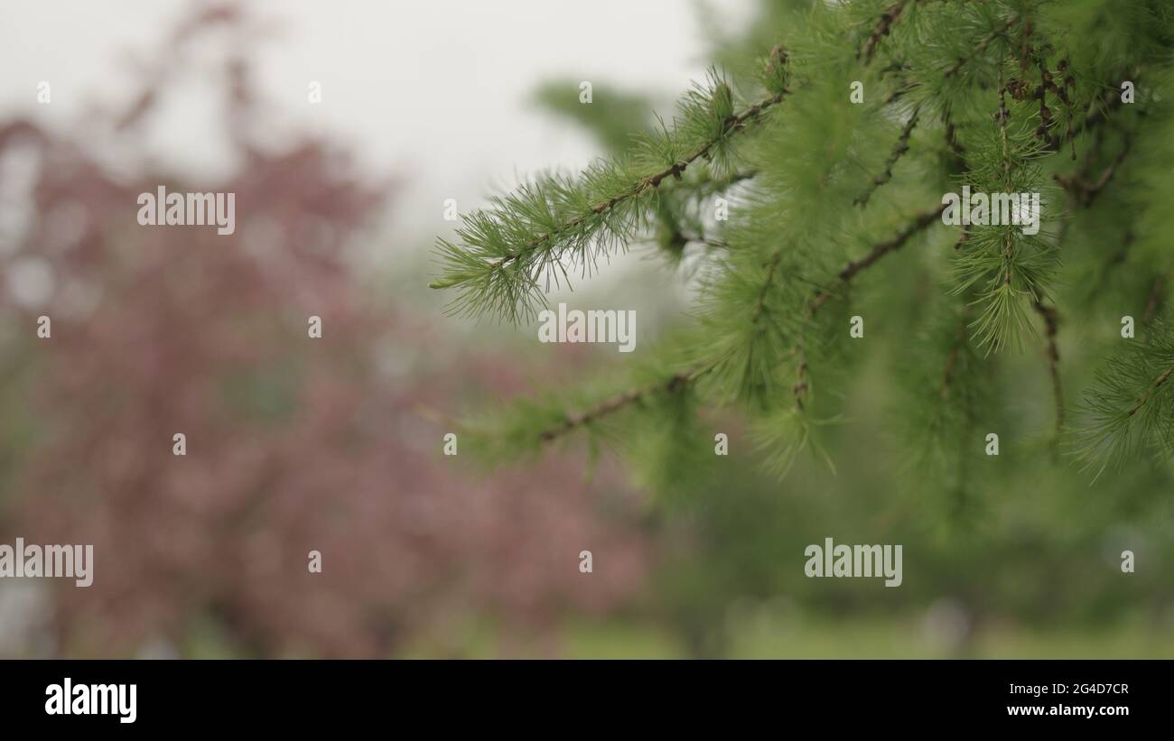 Branches larch growing in hi-res stock photography and images - Alamy
