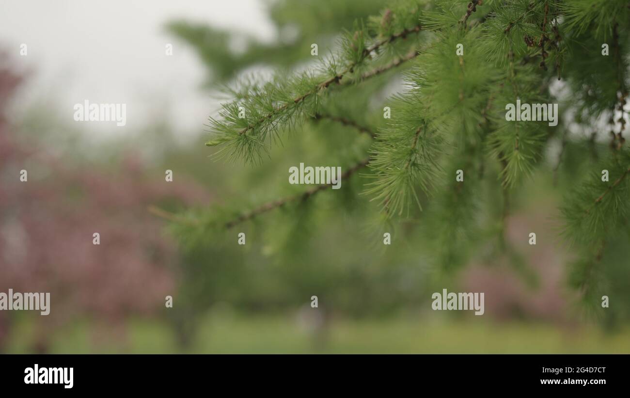 Larch branches hi-res stock photography and images - Alamy