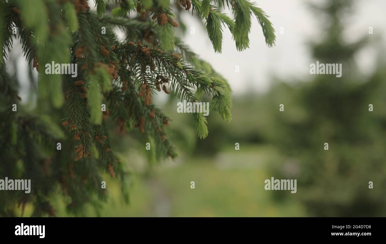 Fresh needles hi-res stock photography and images - Alamy