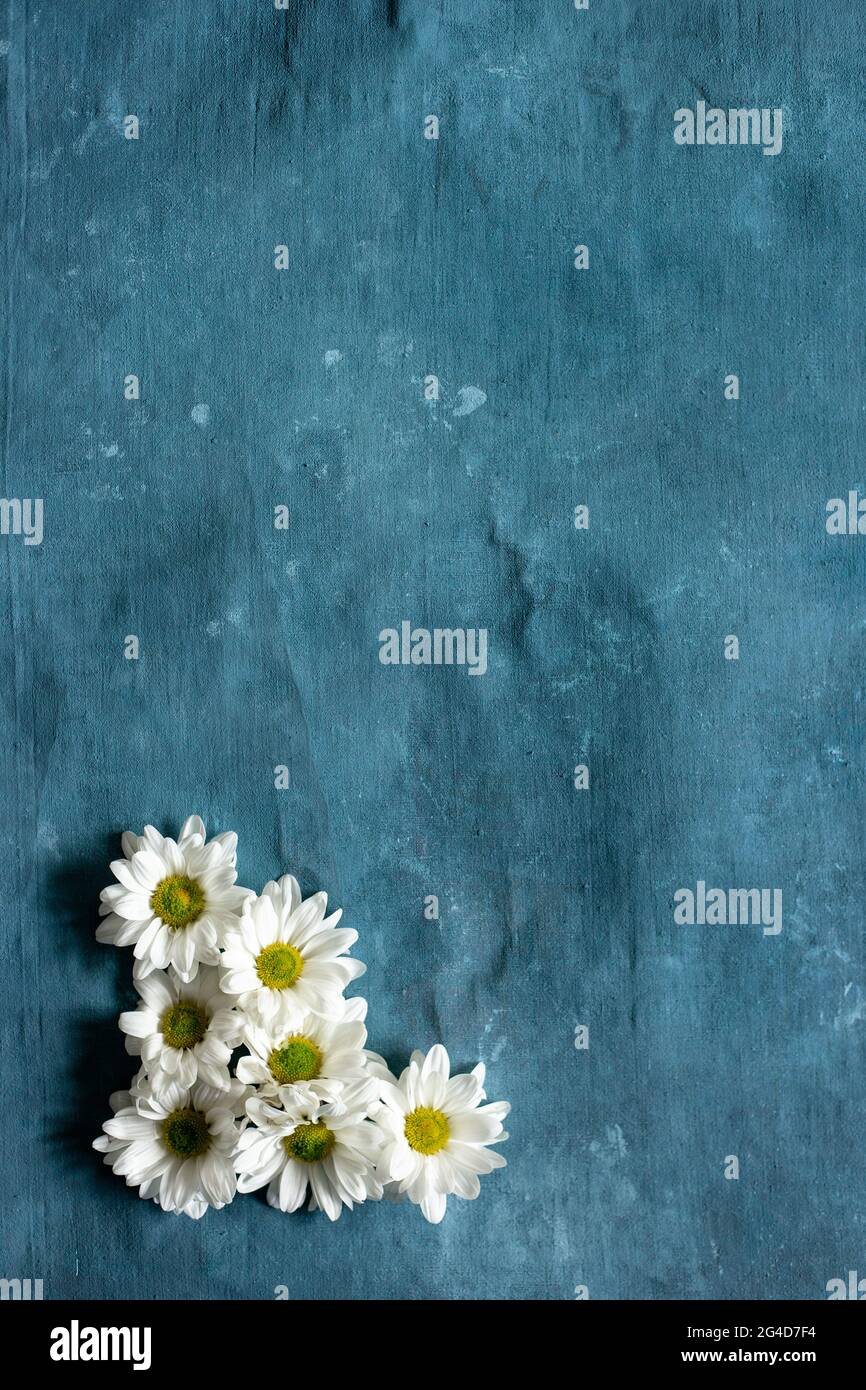 Group of daisies on a blue background Stock Photo - Alamy