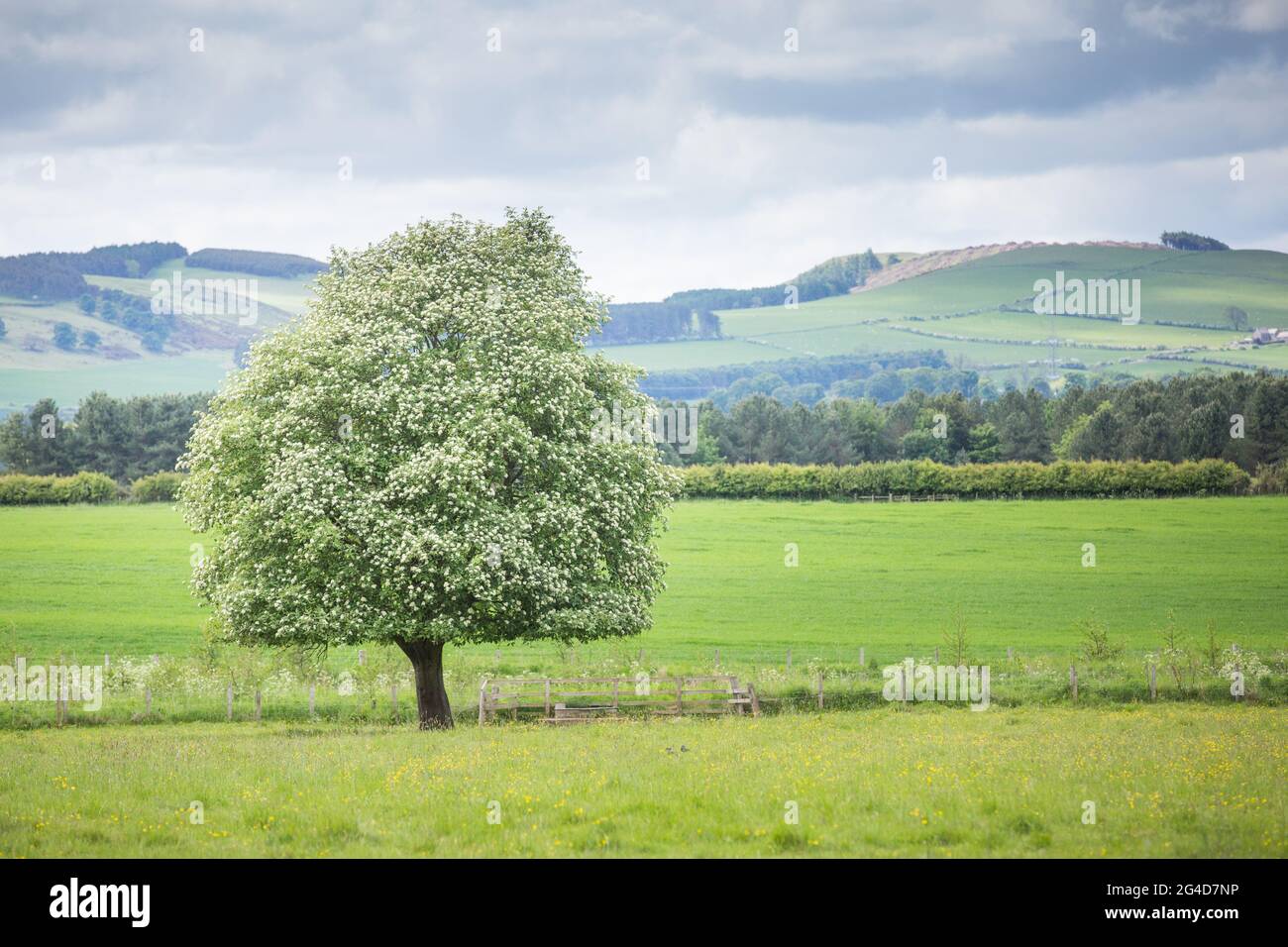 Lone single pasture hi-res stock photography and images - Alamy