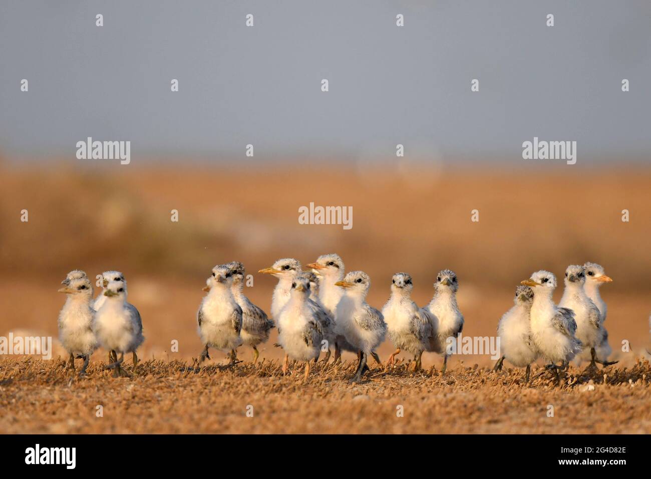 Kuwait Kubbar Island High Resolution Stock Photography and Images - Alamy