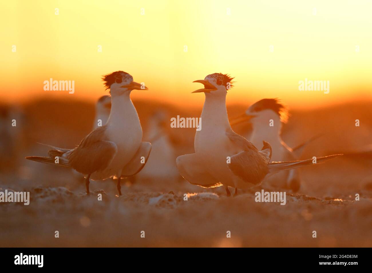 Kuwait Kubbar Island High Resolution Stock Photography and Images - Alamy