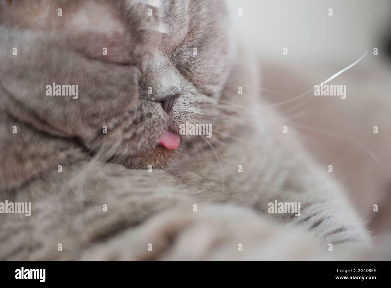 Close up photo of sleeping kitty with tongue Stock Photo - Alamy