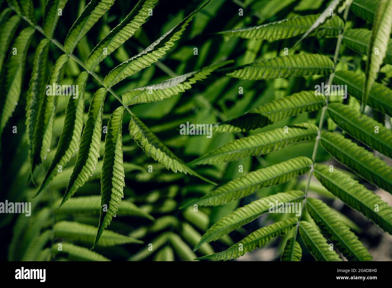 Vinegar tree, rhus typhina leaves as background Stock Photo - Alamy