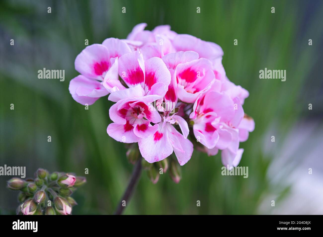 Selective focus shot of beautiful pink Pelargonium flowers Stock Photo ...