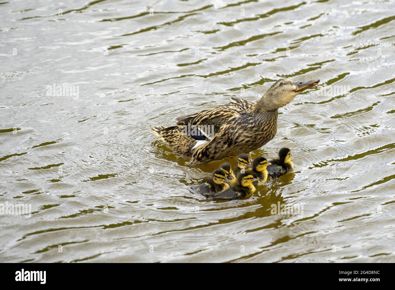 A duck with ducklings floating in the lake Stock Photo - Alamy