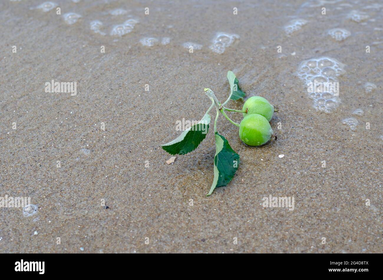 Little green unripe apples on the wet sand. The green fruits of the ...