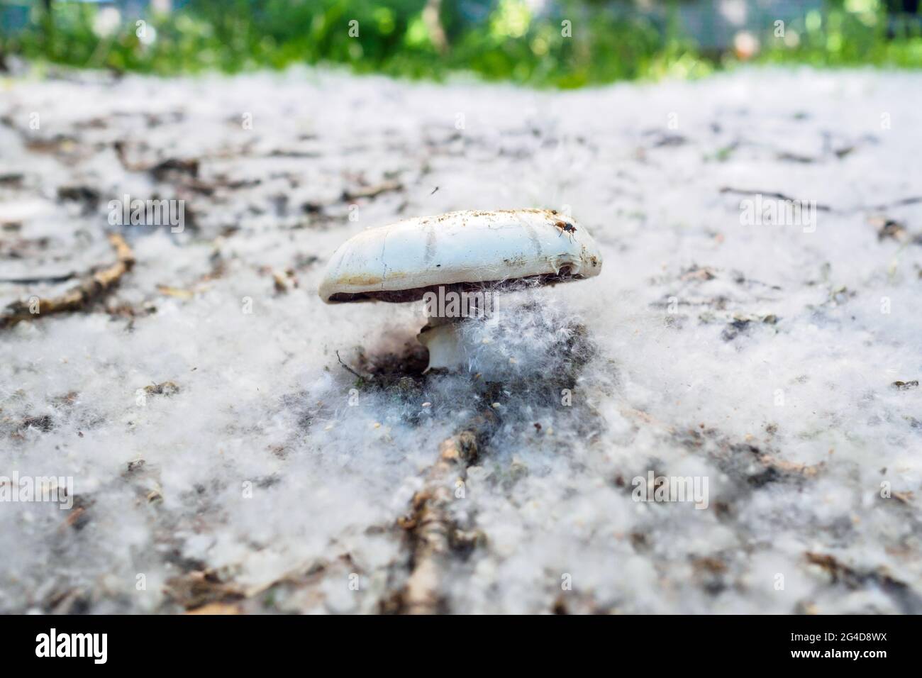 Thick fungus growth hi-res stock photography and images - Alamy