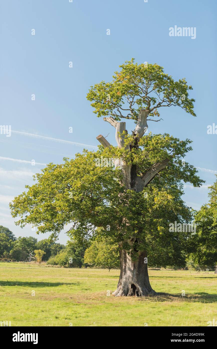 A large single old oak tree growing in a field nr Oxfordshire England ...