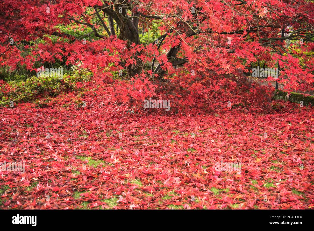 Japanese maple uk small garden hi-res stock photography and images - Alamy