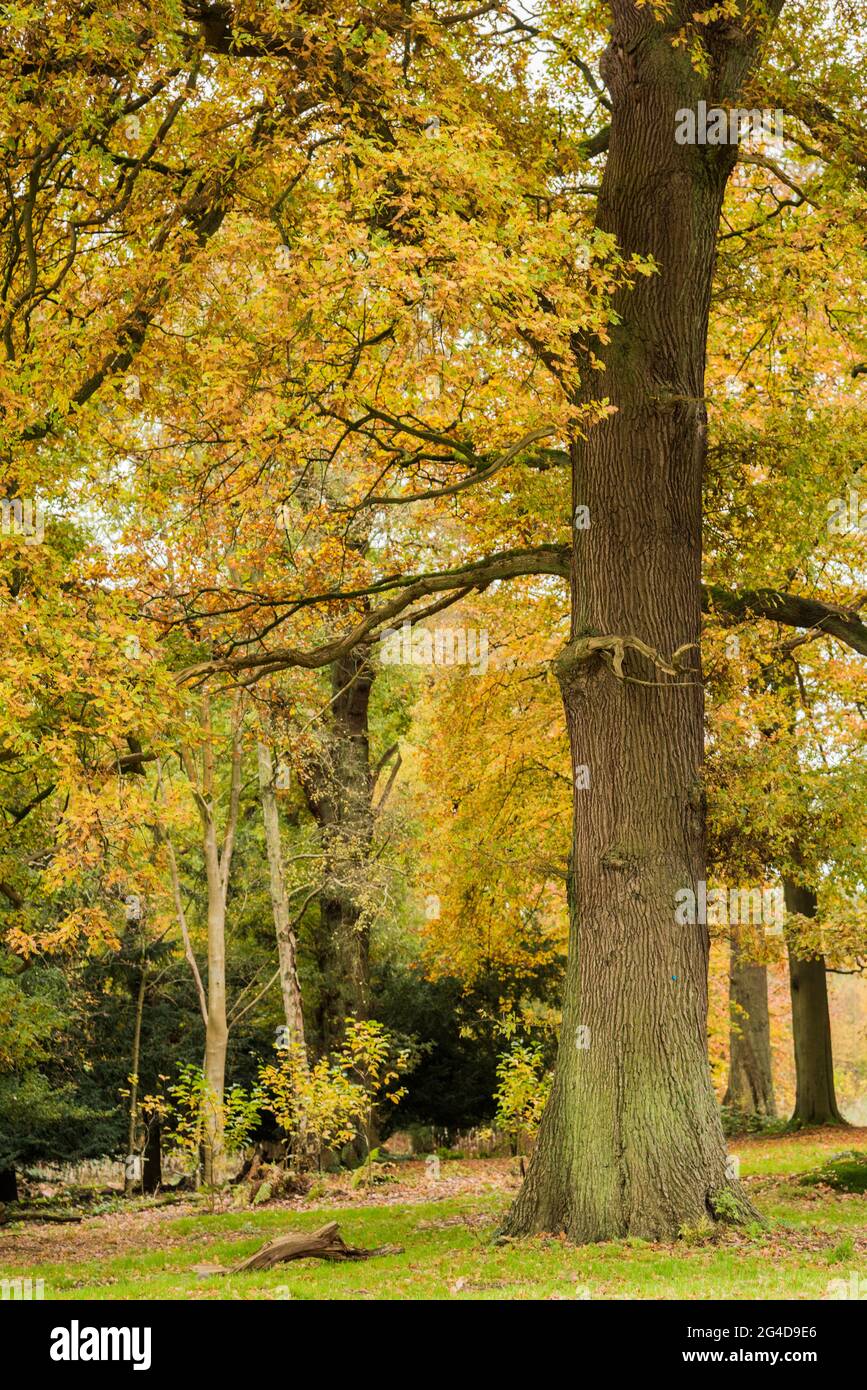 Autumn trees in full color located in a Staffordshire woodland England ...