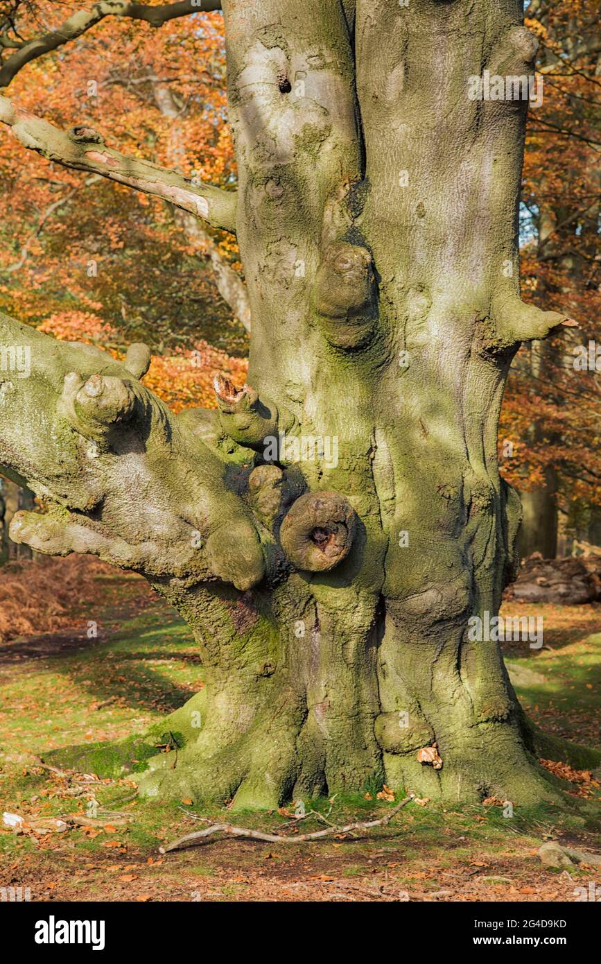 An old gnarled tree trunk growing in an ancient woodland in ...