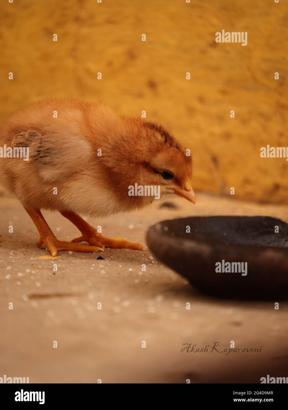 Baby Chick with family , little Chick Stock Photo - Alamy