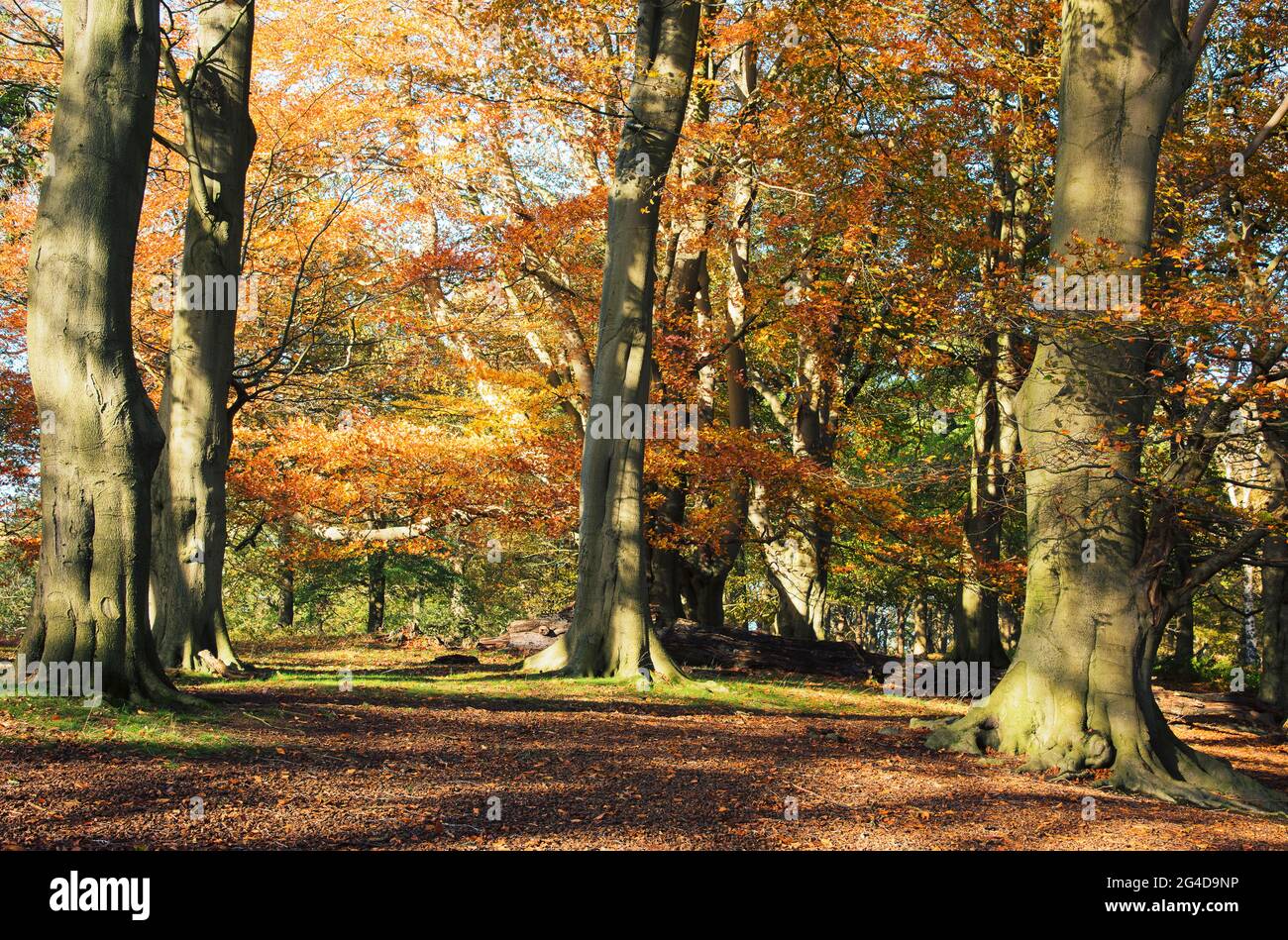 Autumn trees in full color located in a Staffordshire woodland England ...