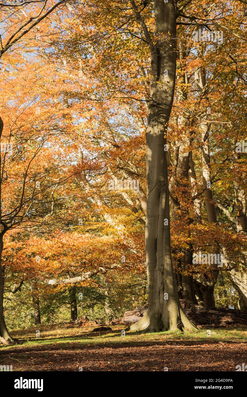 Autumn trees in full color located in a Staffordshire woodland England ...