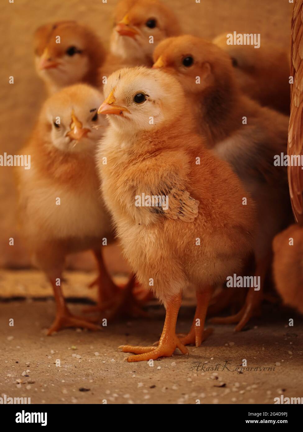 Baby Chick with family , little Chick Stock Photo - Alamy