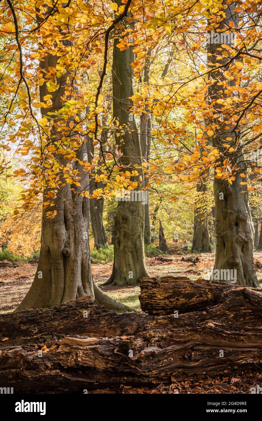 Autumn trees in full color located in a Staffordshire woodland England ...