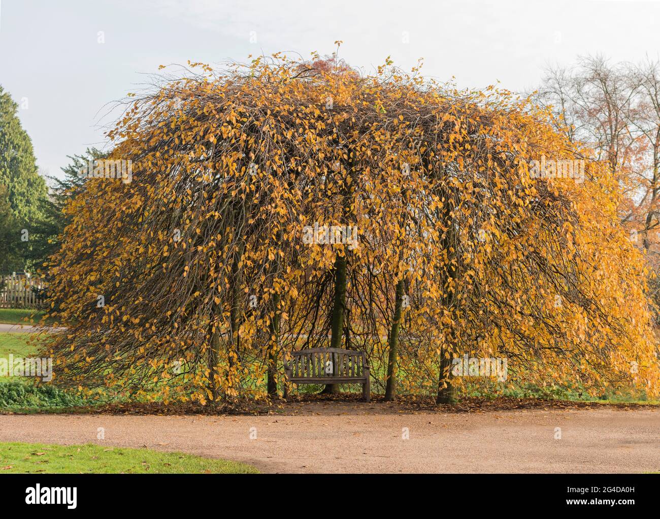 A group of beech trees showing their Autumn leaves in a Staffordshire ...