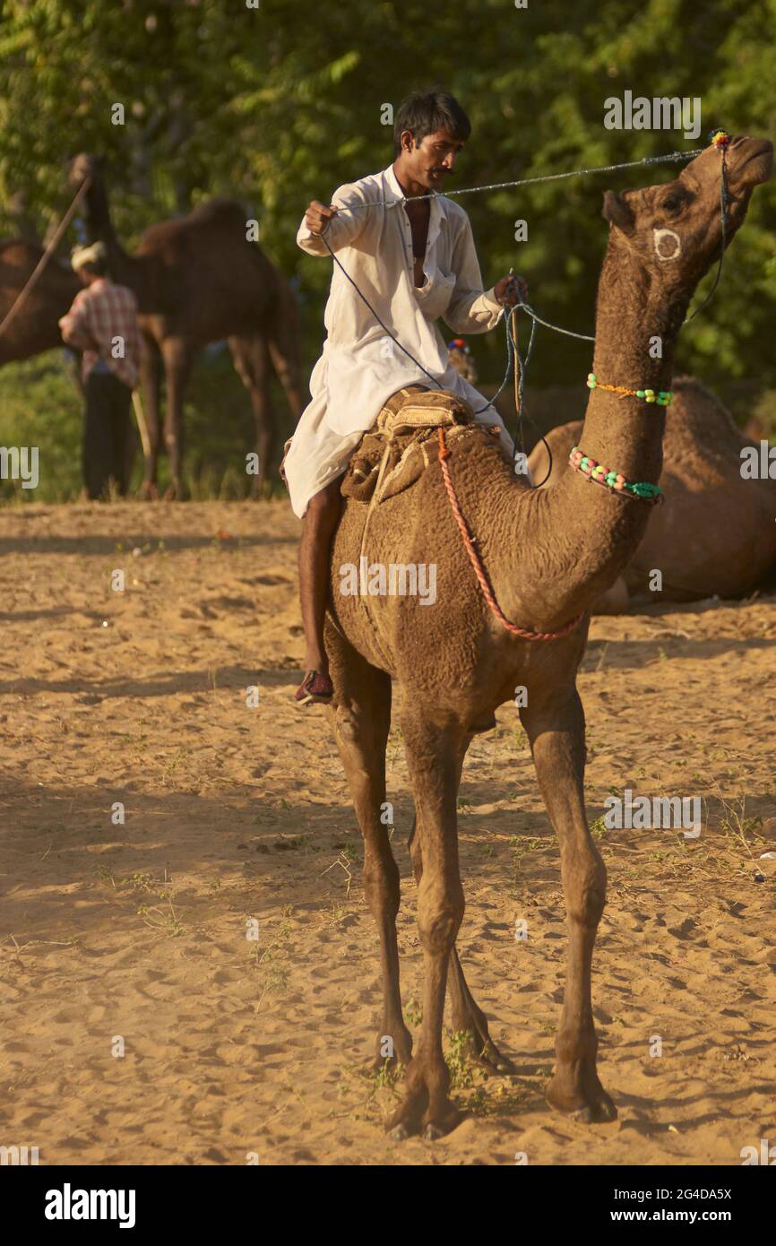 Man riding a camel at the annual Pushkar Fair in Rajasthan, India Stock ...