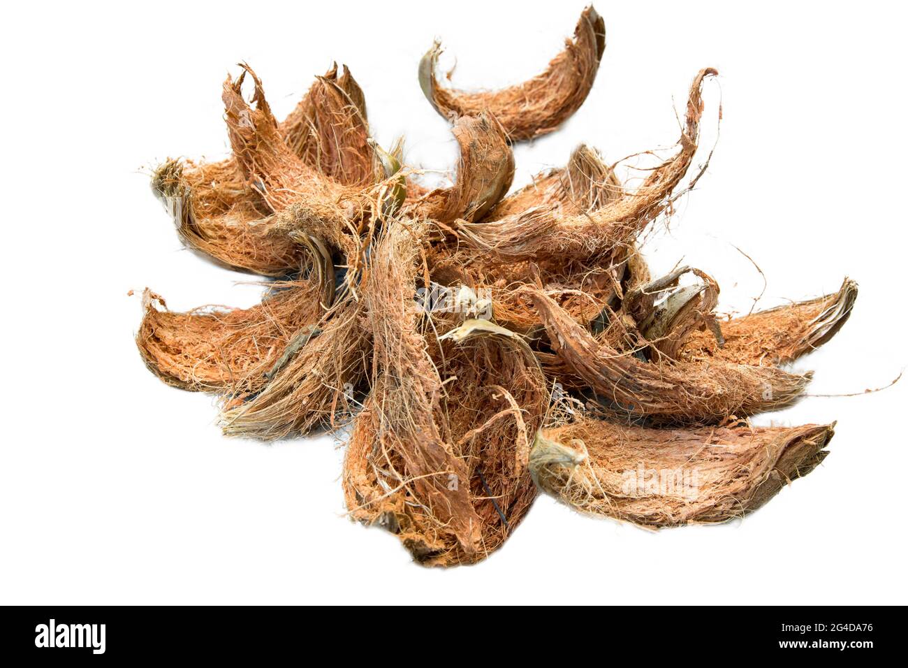 Natural chopped coconut peel on white isolated Stock Photo - Alamy