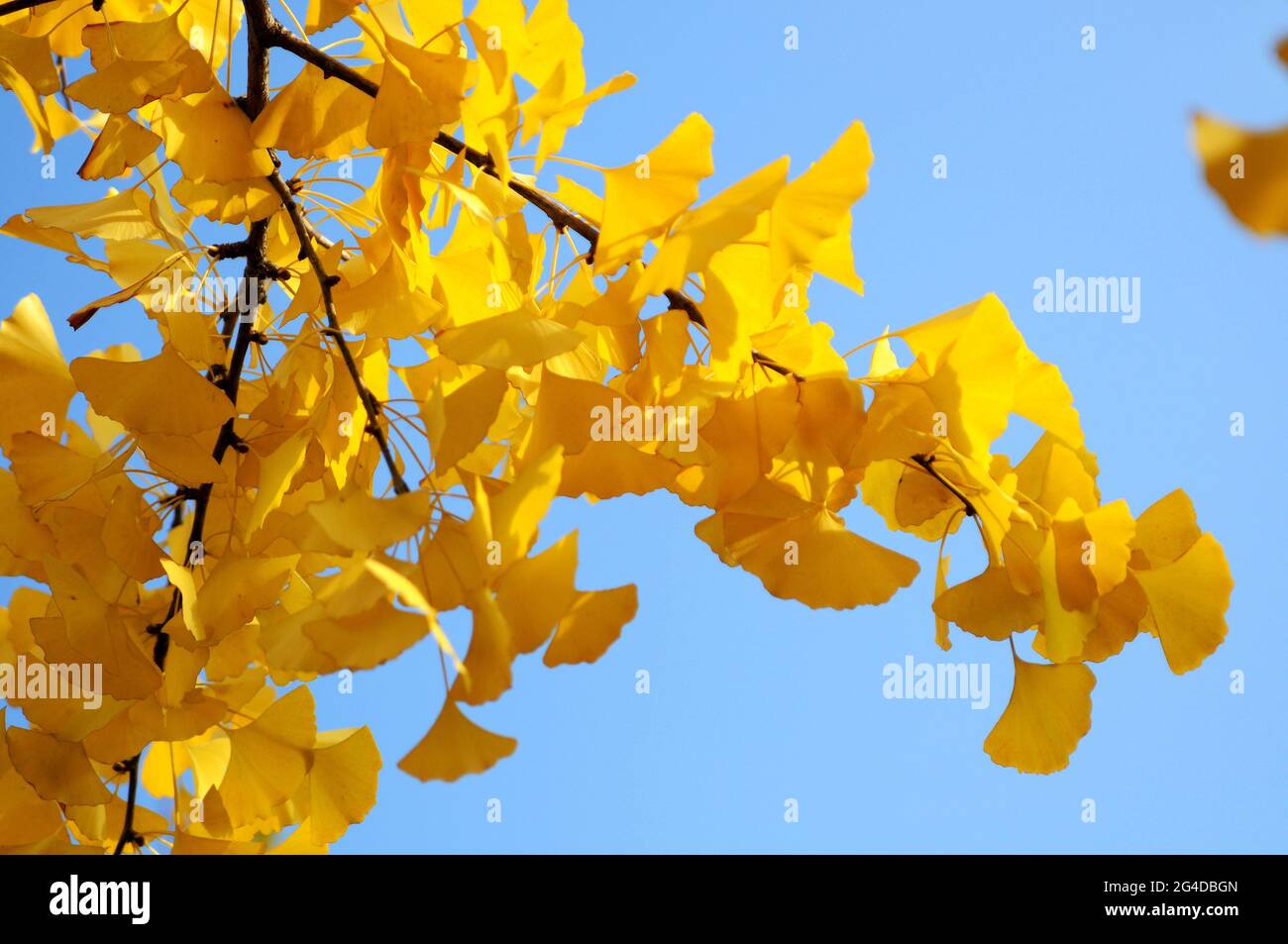 Gingko leaves in fall hi-res stock photography and images - Alamy