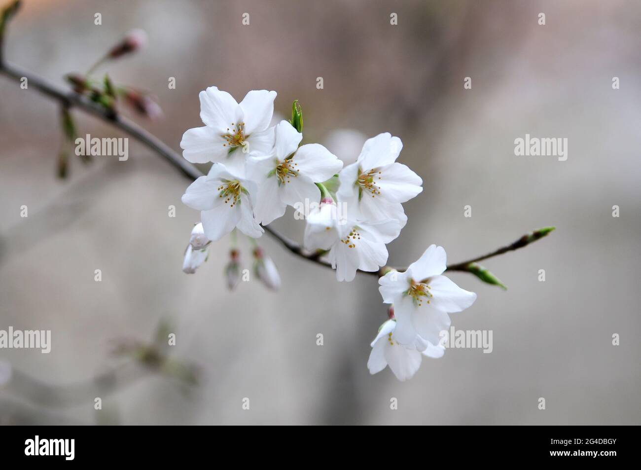 Vegetation white bloom hi-res stock photography and images - Alamy