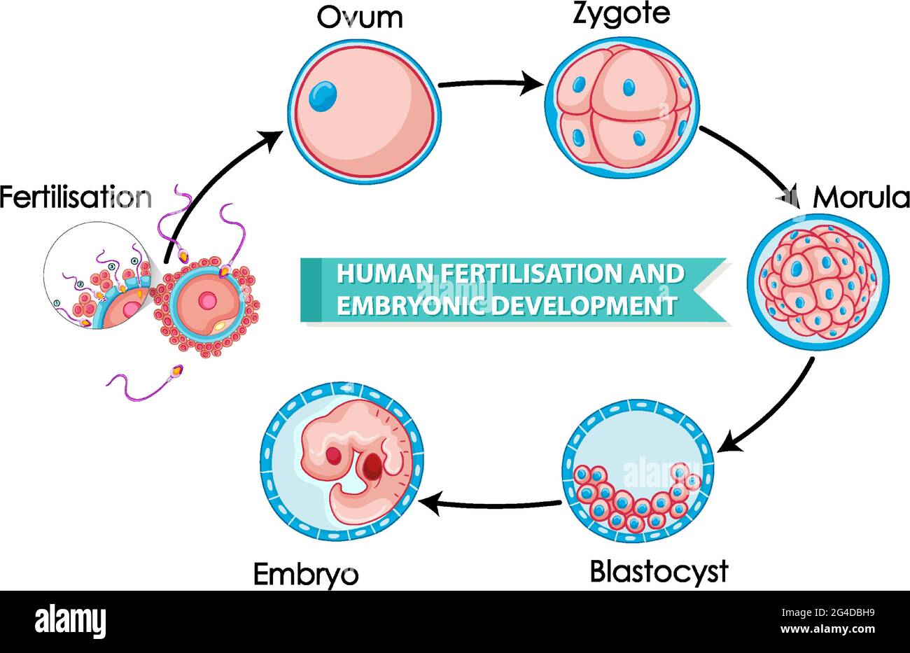 Human Fertilisation And Embryonic Development Illustration Stock Vector