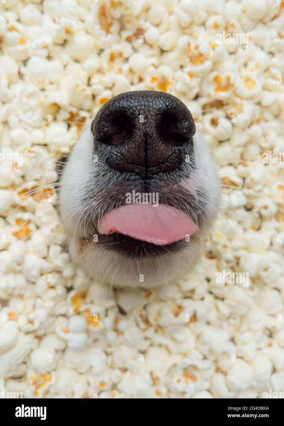 Dog in popcorn. Nose of Australian Shepherd dog amidst popcorn - close ...