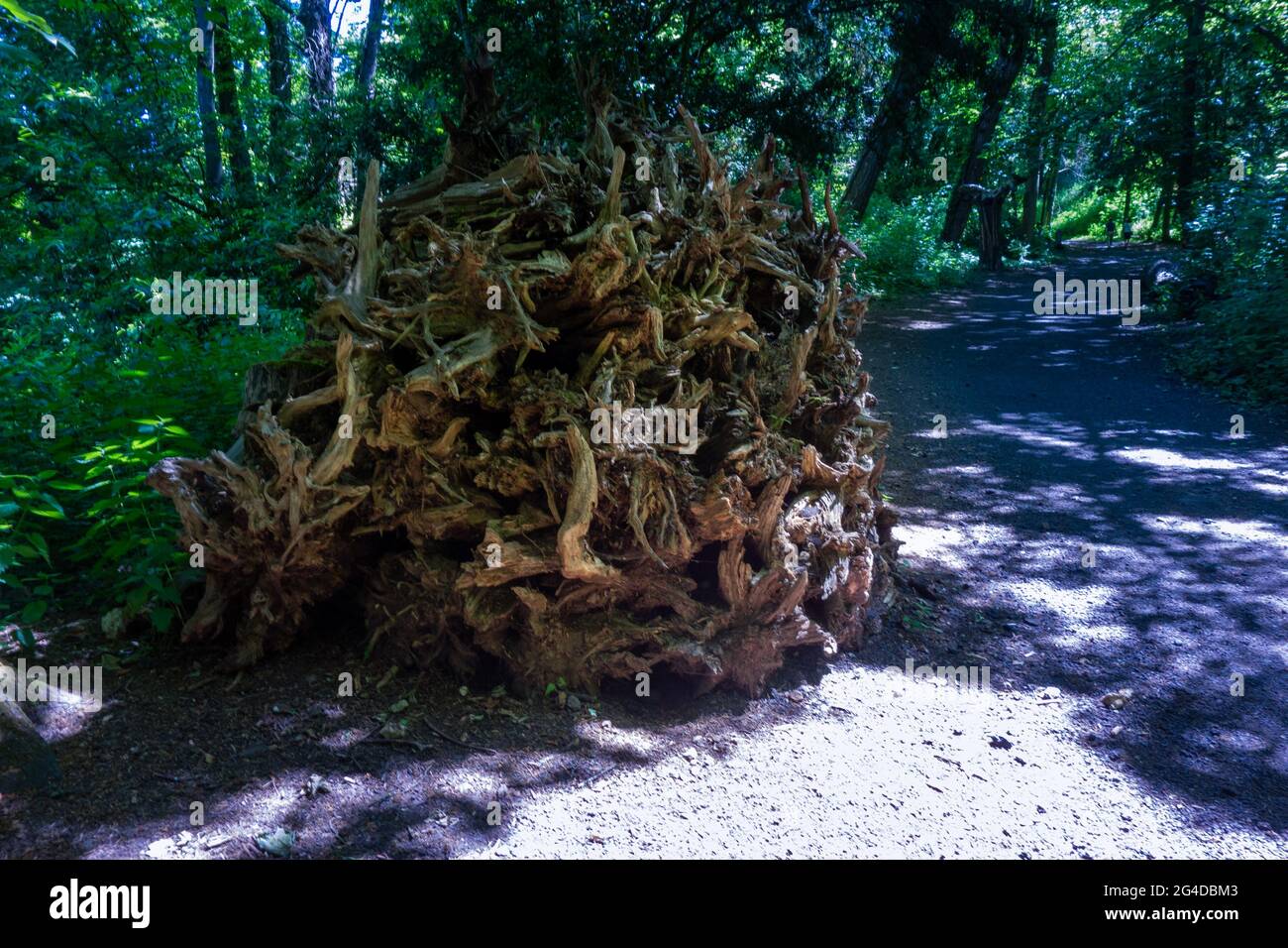 pile of tree roots for insects and bees Stock Photo - Alamy