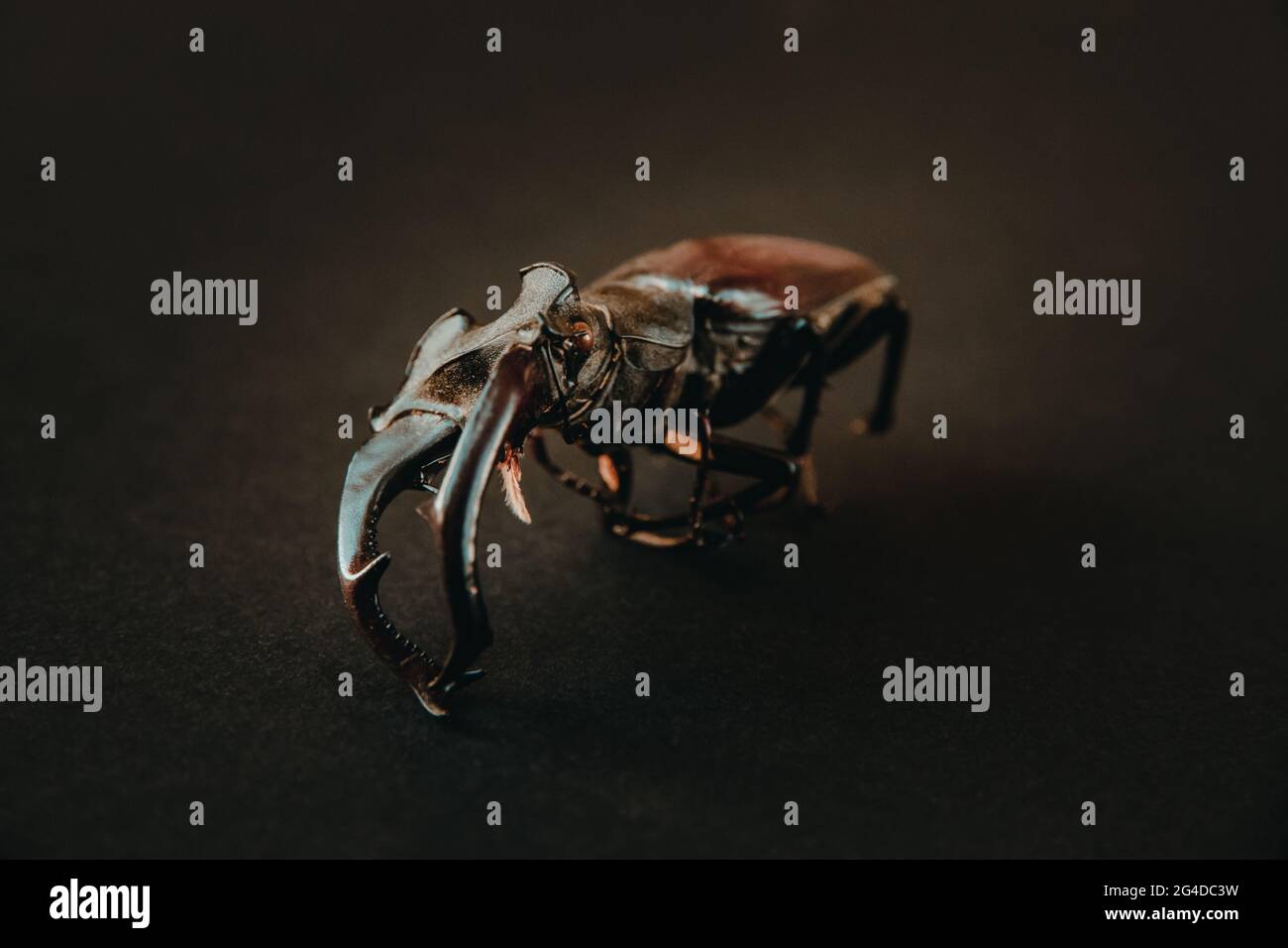 Dried european stag beetle on black background Stock Photo - Alamy